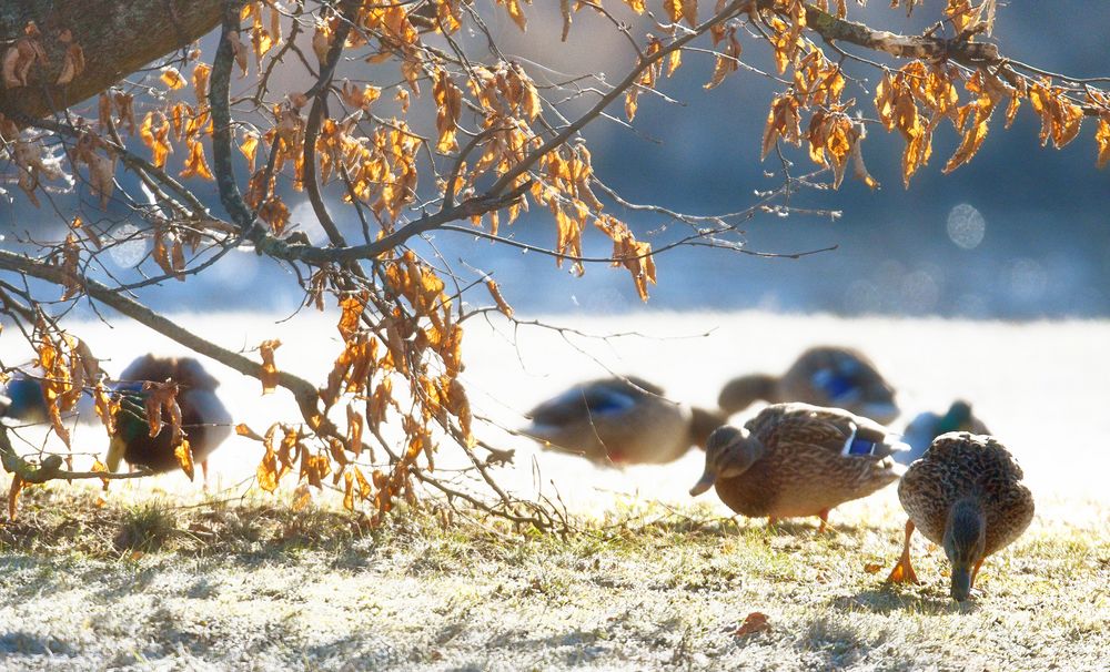 Weide-Enten Foto & Bild | tiere, landschaft, winter Bilder auf ...
