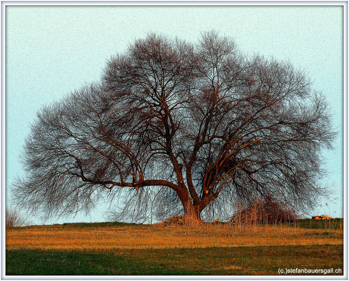 "Weide I." Foto & Bild | pflanzen, pilze & flechten, bäume, einzelbäume ...