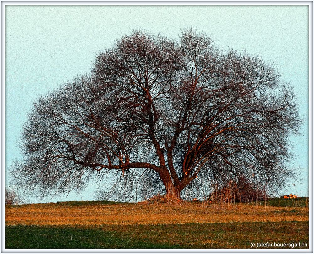 "Weide I." Foto & Bild | pflanzen, pilze & flechten, bäume, einzelbäume ...