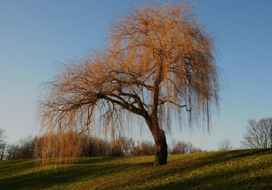 Weide im Südpark Foto & Bild | landschaft, garten- & parklandschaften ...