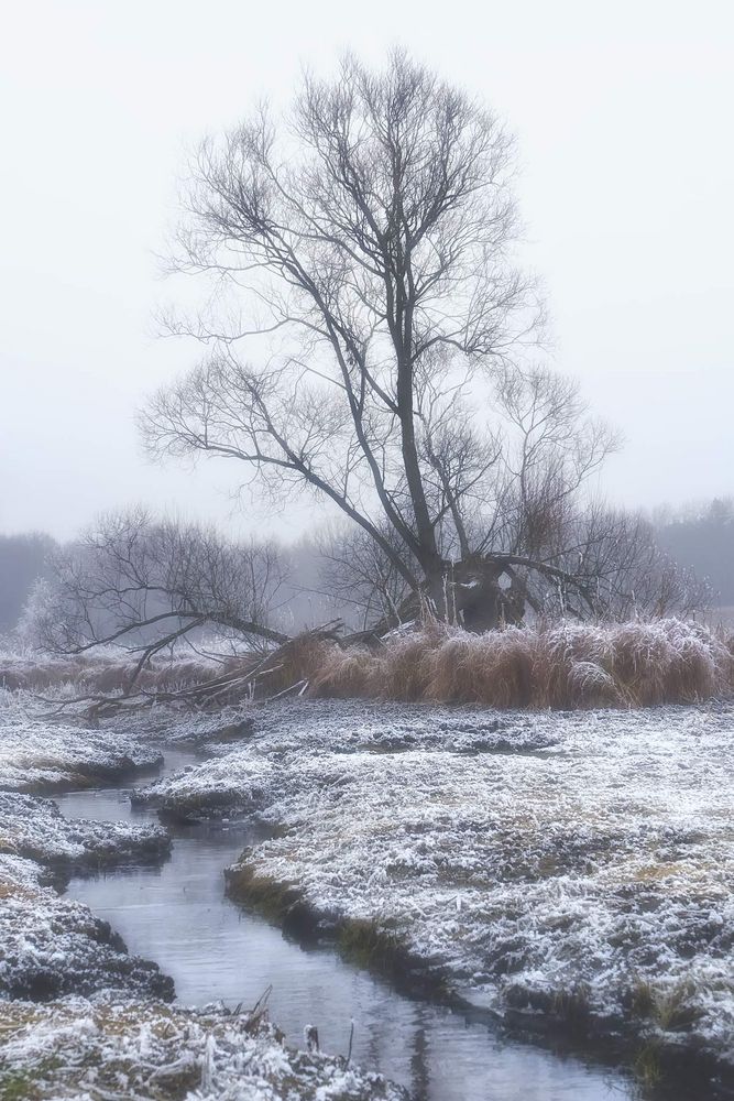 Weide im Sumpf Foto & Bild | jahreszeiten, winter, natur Bilder auf ...