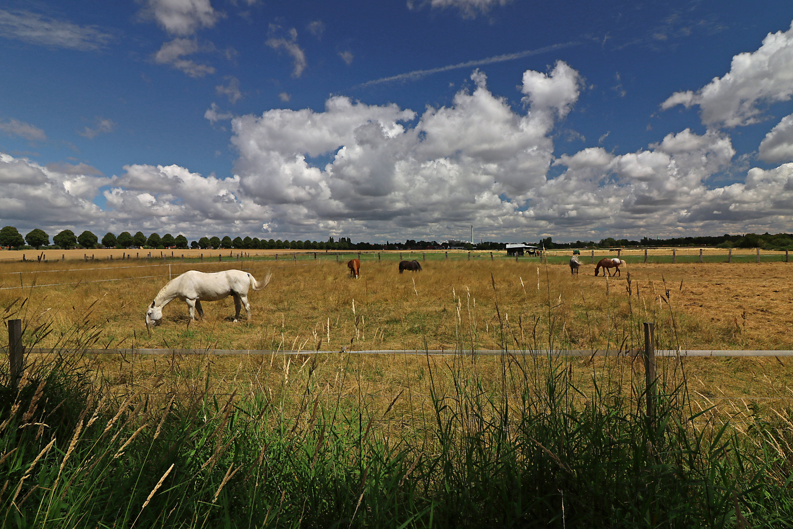 Weide in der Feldmark Foto & Bild | landschaften, sommer, sonne Bilder ...