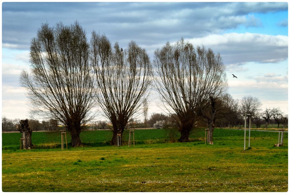 Weide-Land Foto & Bild | frühling, natur, landschaft Bilder auf ...