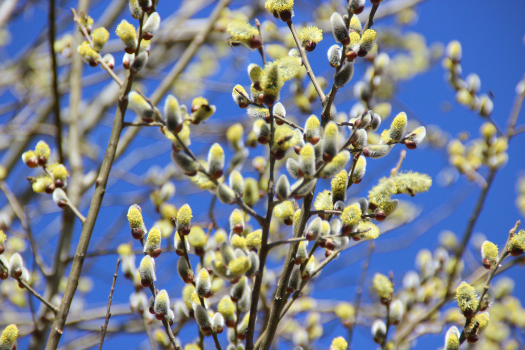 Weide mit Bienengesumme Foto & Bild | pflanzen, samen, bäume, winter ...