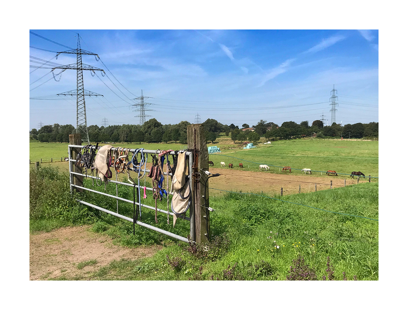 Weidegang ... Foto & Bild | tiere, haustiere, landschaft Bilder auf ...