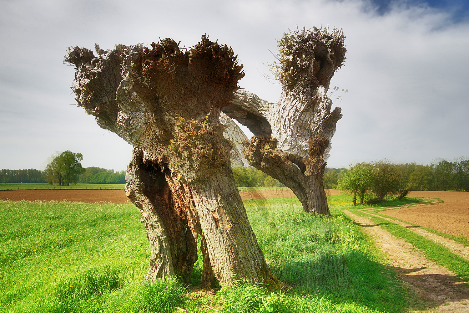 "Weide(n)-Landschaft | 1" Foto & Bild | world, bäume, natur Bilder auf ...
