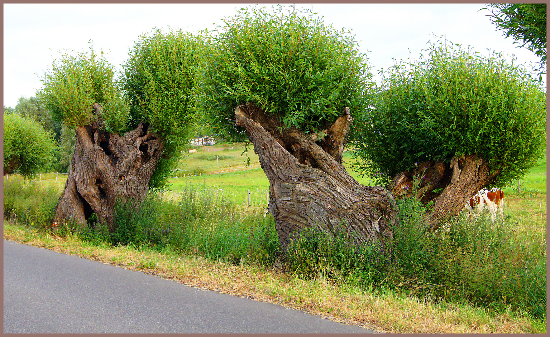 Weiden-Weiden Foto & Bild | deutschland, europe, mecklenburg ...
