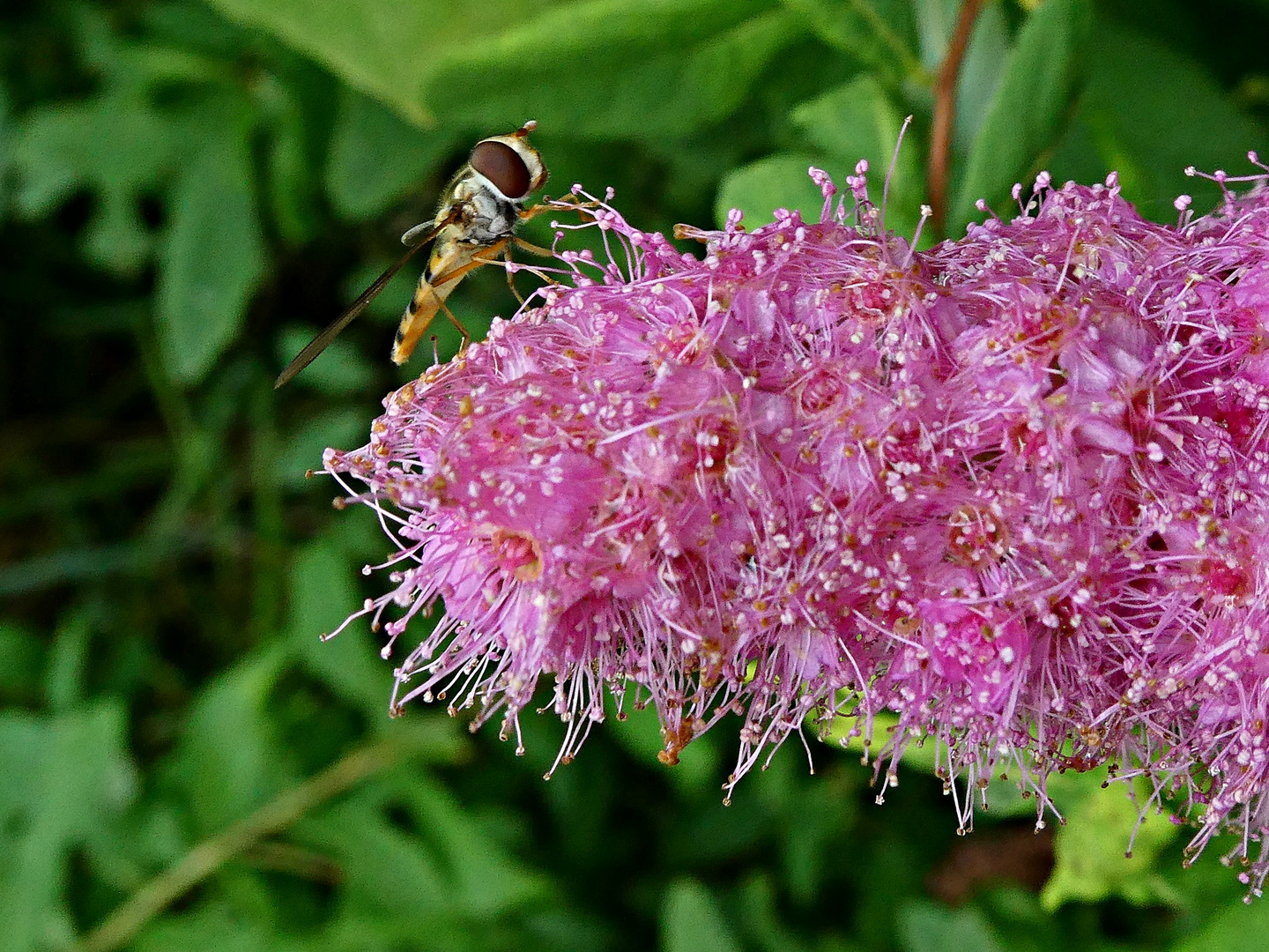 Weidenblättrige Spiere Foto & Bild | natur, pflanzen, sträucher ...
