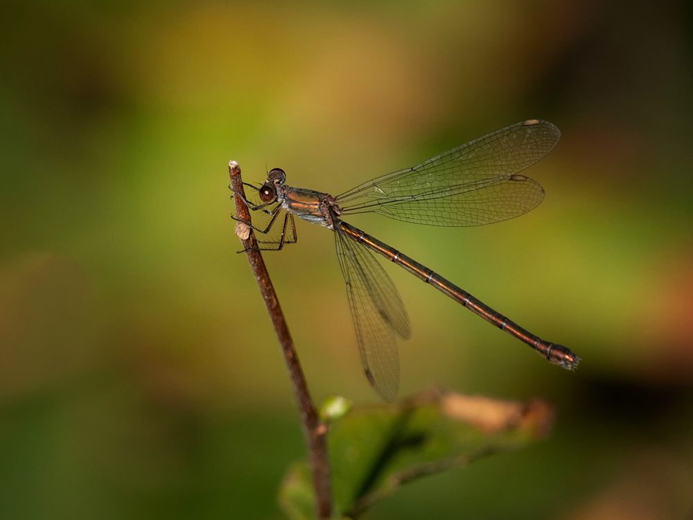 Weidenjungfer Foto & Bild | natur, insekten, tiere Bilder auf fotocommunity