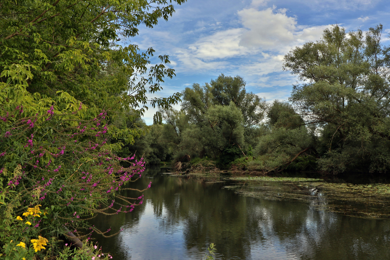Weiderich am Flussufer Foto & Bild | landschaften, sommer, wasser ...