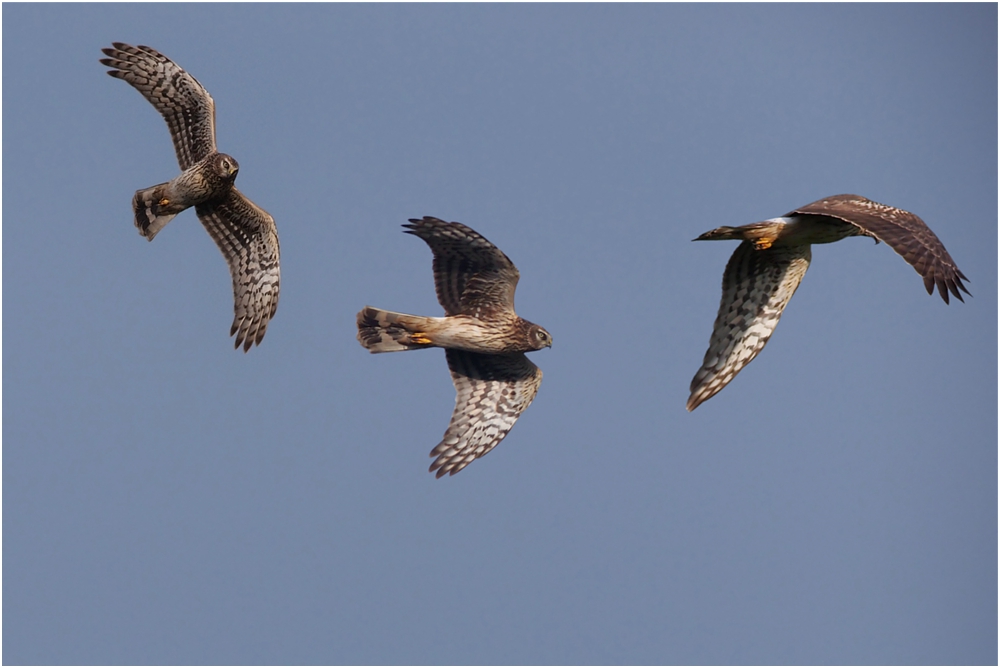 Weihe Foto & Bild | europe, Österreich, burgenland Bilder auf fotocommunity