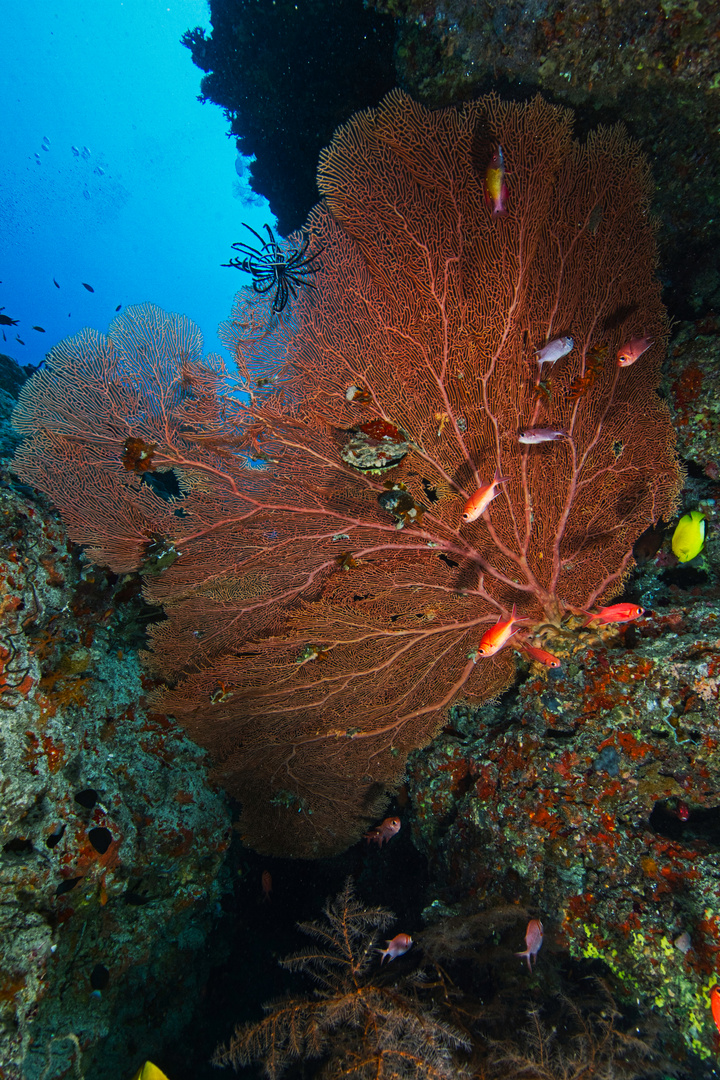 Weihnachts-Gorgonie Foto & Bild | asia, indian ocean, tiere Bilder auf ...