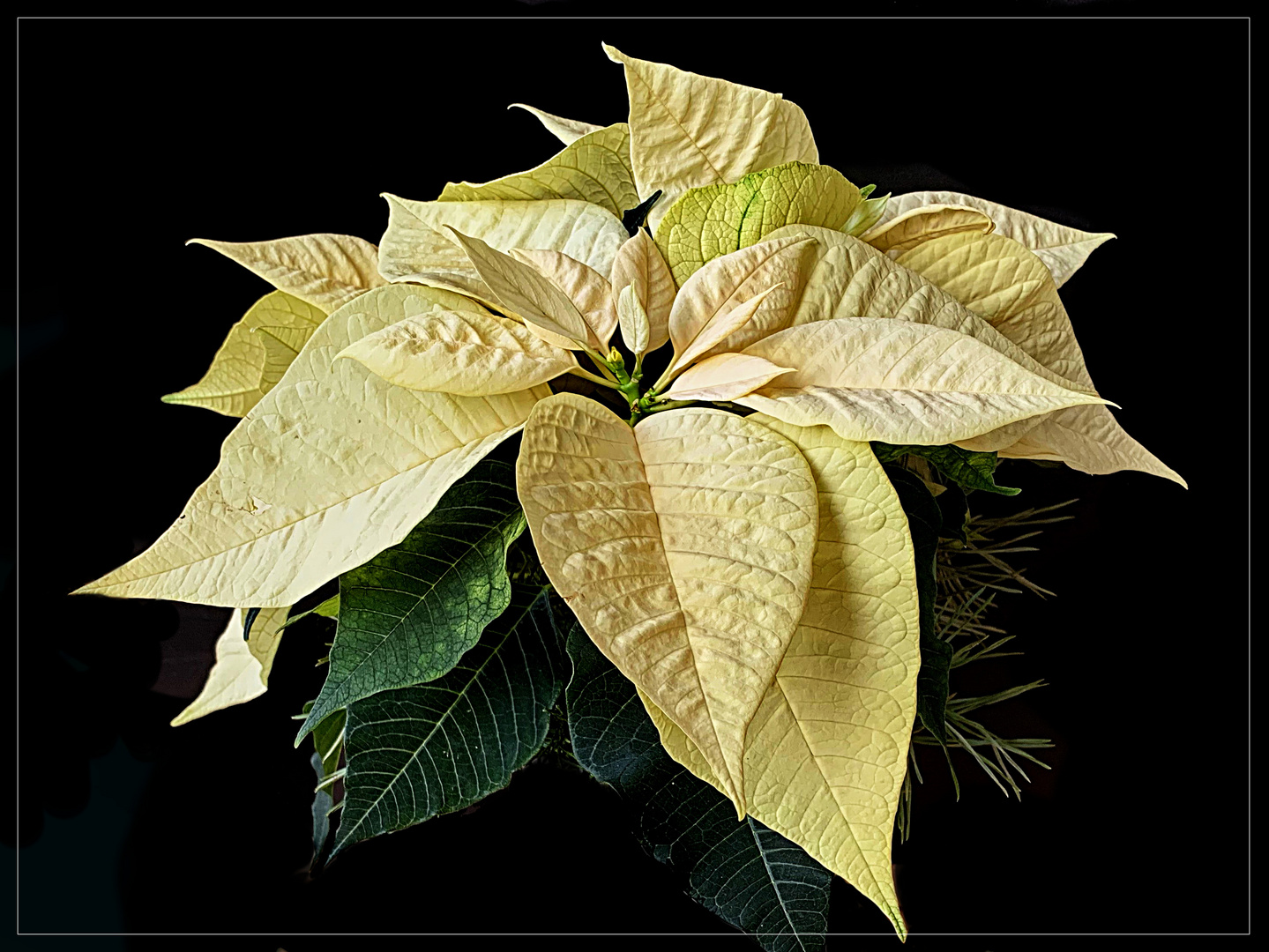 Weihnachtsstern weiß Foto & Bild | weihnachten, nahaufnahme, landschaft ...