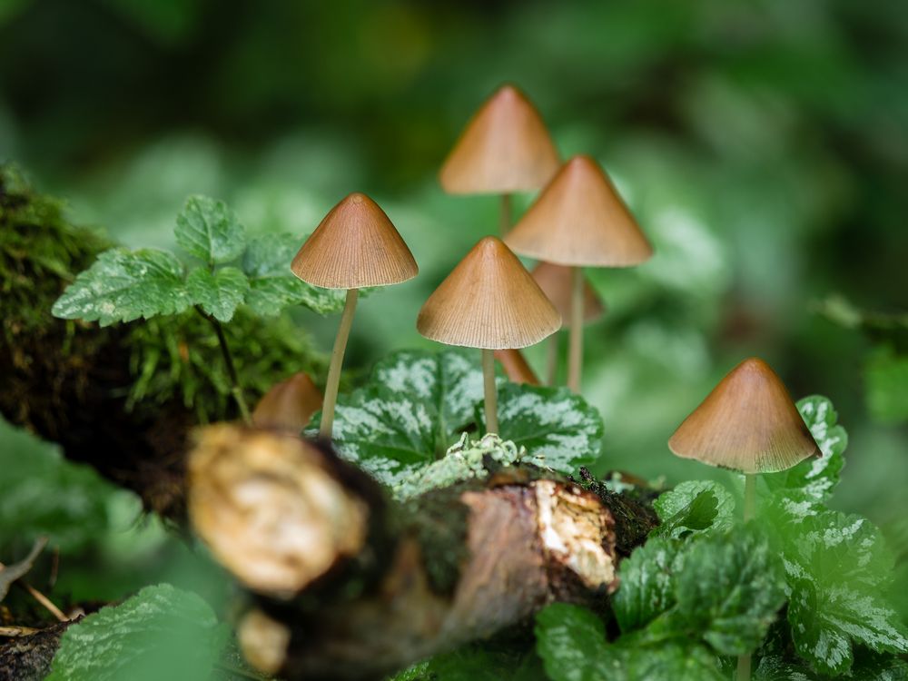 Weil es gerade die Zeit ist noch mal Pilze Foto & Bild | pflanzen, pilze & flechten, pilze ...