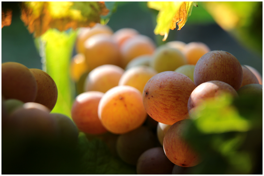 Weinbeeren Foto & Bild | landschaft, kulturlandschaften, weinberge ...