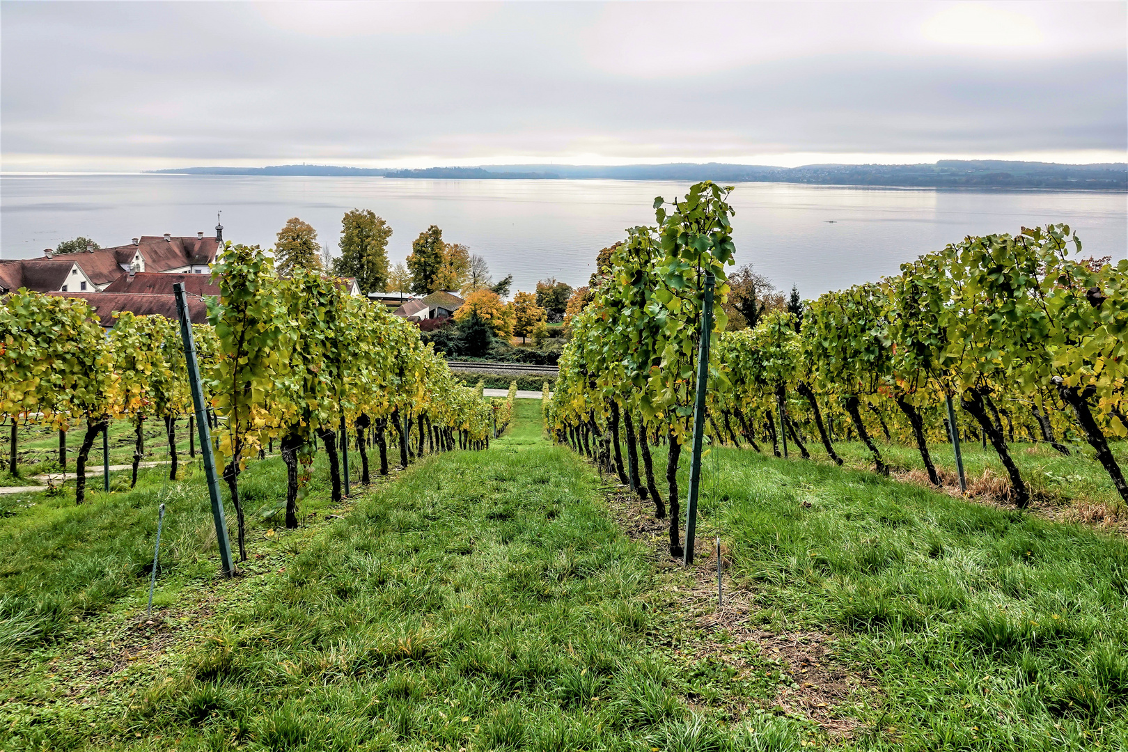 Weinberg ... Foto & Bild | jahreszeit, natur, herbst Bilder auf fotocommunity