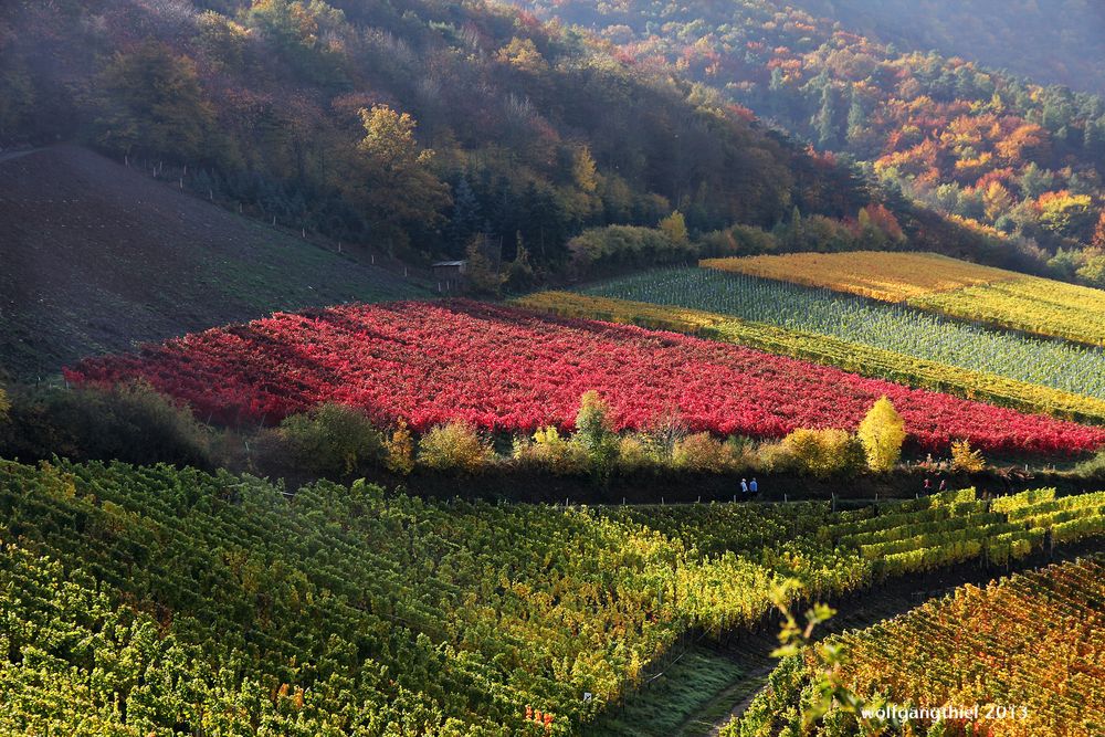 Weinberg Foto & Bild | deutschland, europe, rheinland-pfalz Bilder auf fotocommunity