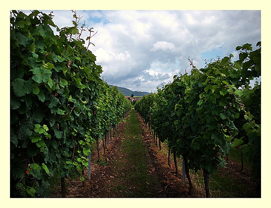 Weinberg Foto & Bild | landschaft, natur Bilder auf fotocommunity