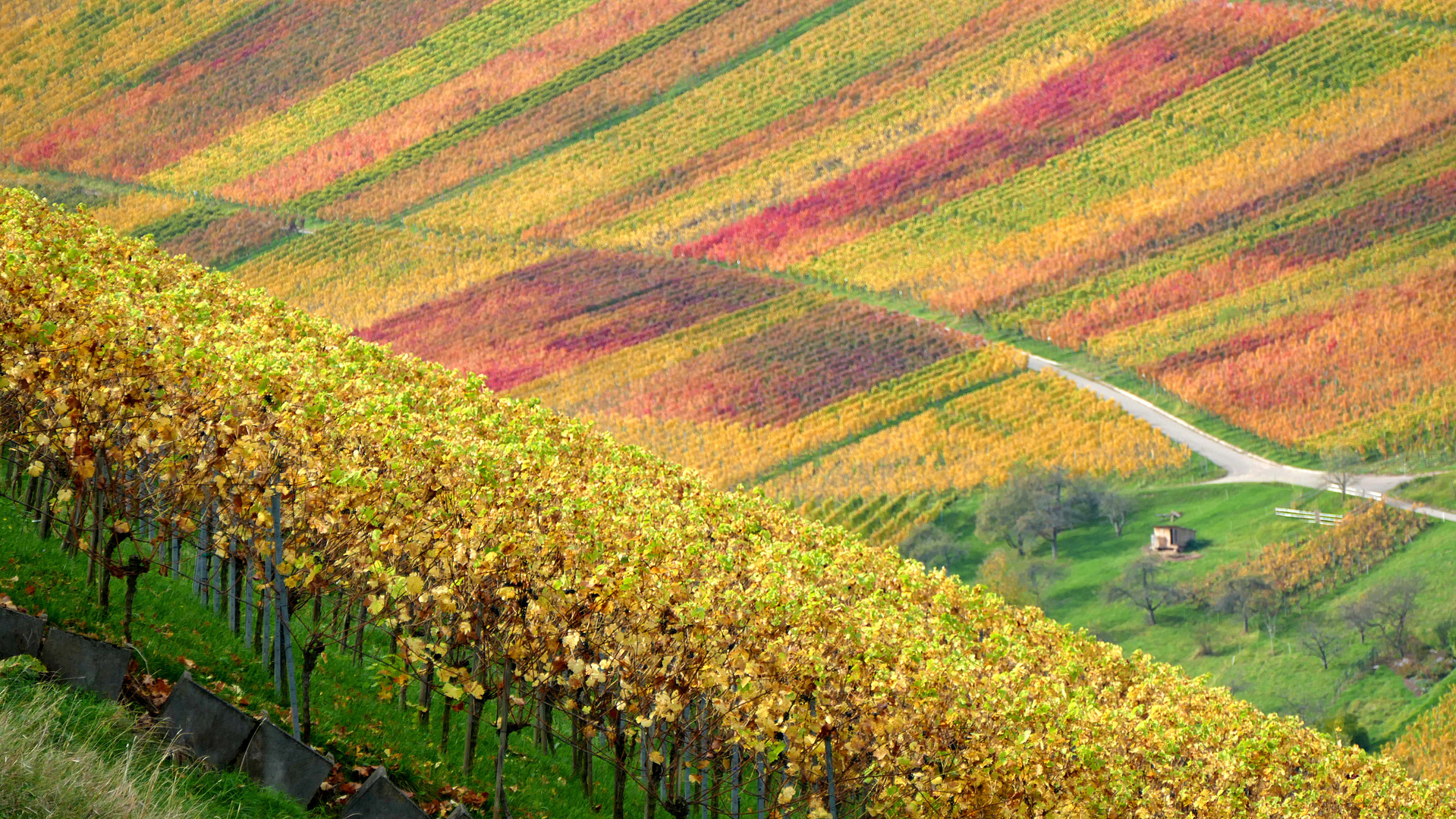 Weinberg im Herbst 2 Foto & Bild | landschaft, jahreszeiten, Äcker, felder & wiesen Bilder auf ...