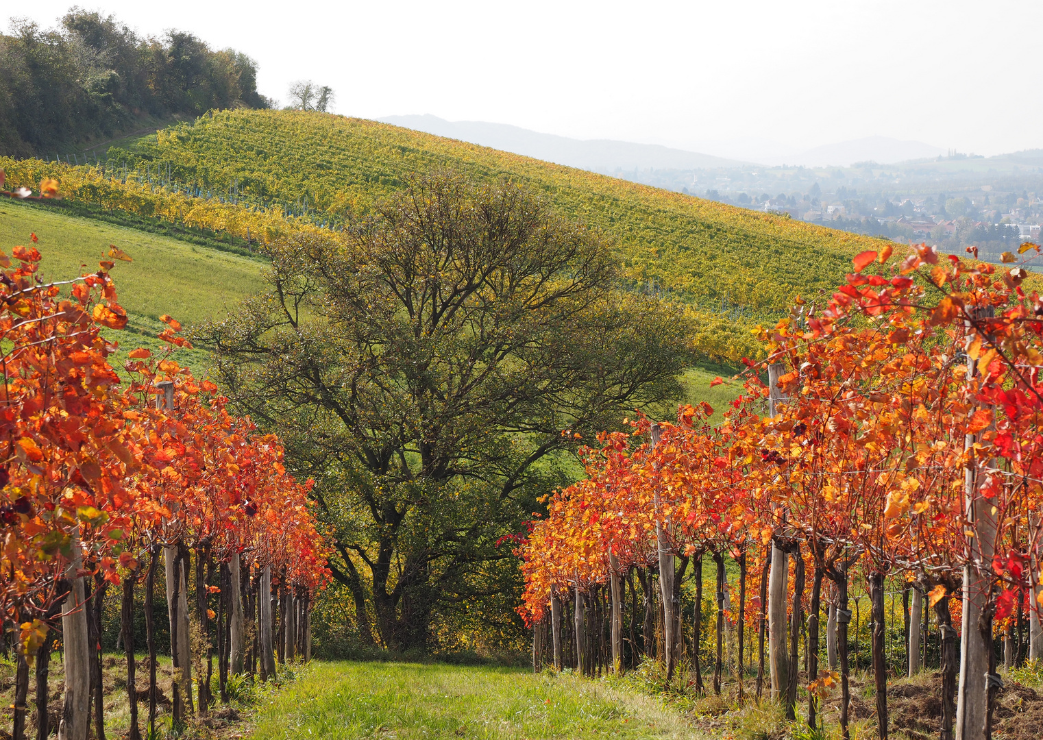 weinberge Foto & Bild | europe, Österreich, jahreszeiten Bilder auf ...