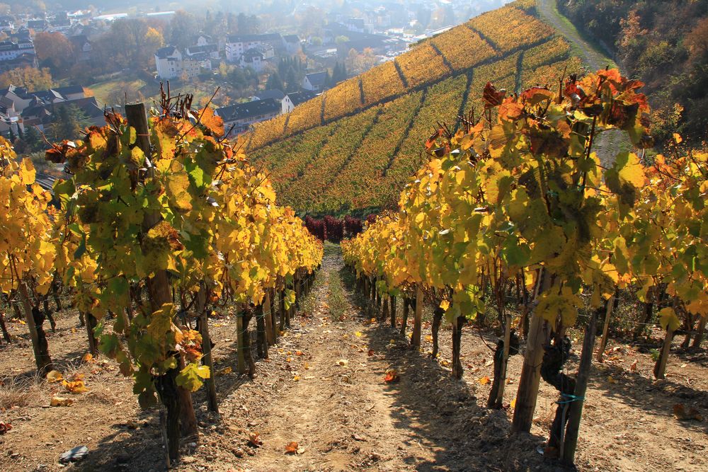 Weinberge im Herbst an der Ahr Foto & Bild | landschaft, weinberge, ahr herbst Bilder auf ...