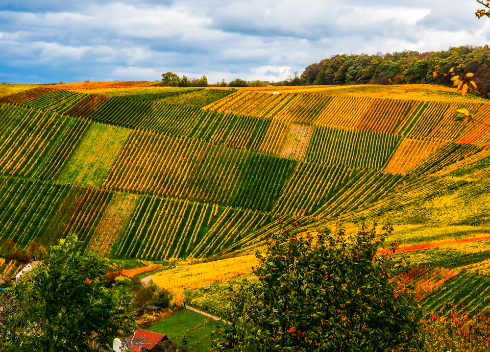 Weinberge im Oktober Foto & Bild | landschaft, natur Bilder auf fotocommunity