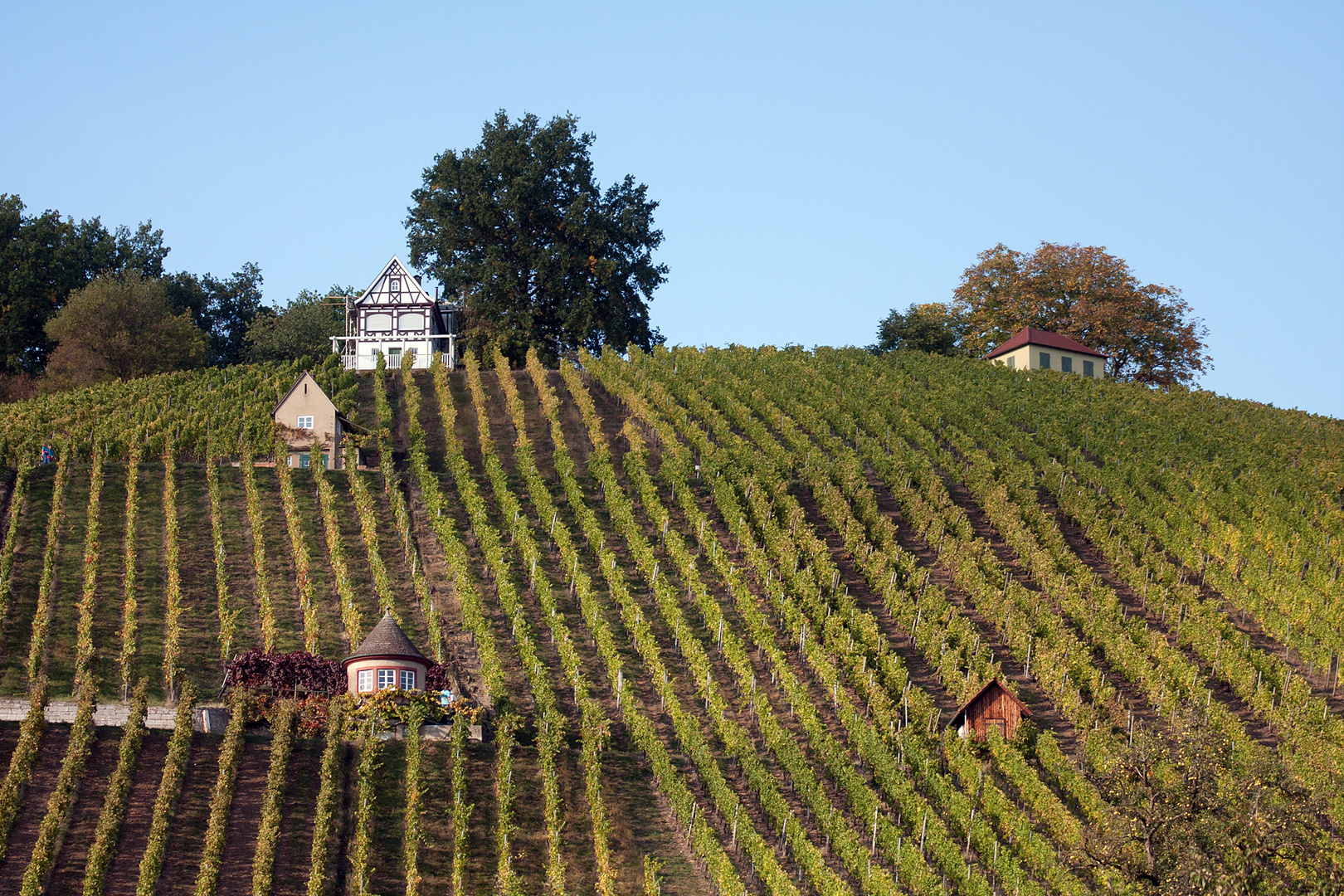 Weinberge im Remstal Foto & Bild | landschaft, kulturlandschaften ...