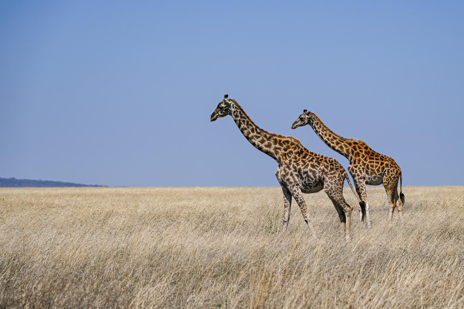 Weinblatt-Giraffen Foto & Bild | world, natur, afrika Bilder auf fotocommunity
