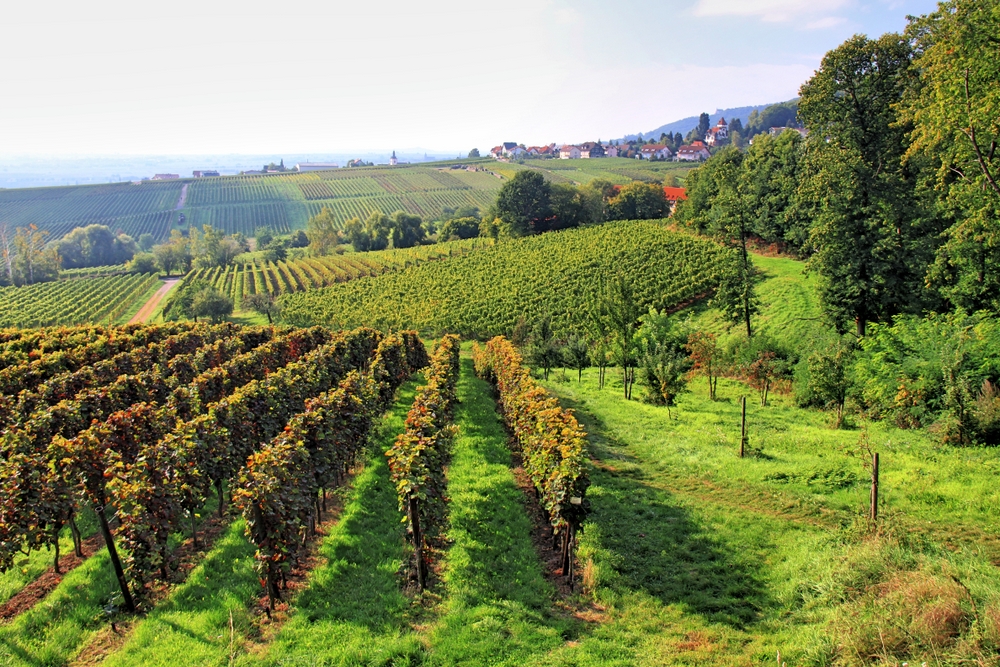 Weinfelder (1) Foto & Bild | landschaft, kulturlandschaften, weinberge ...