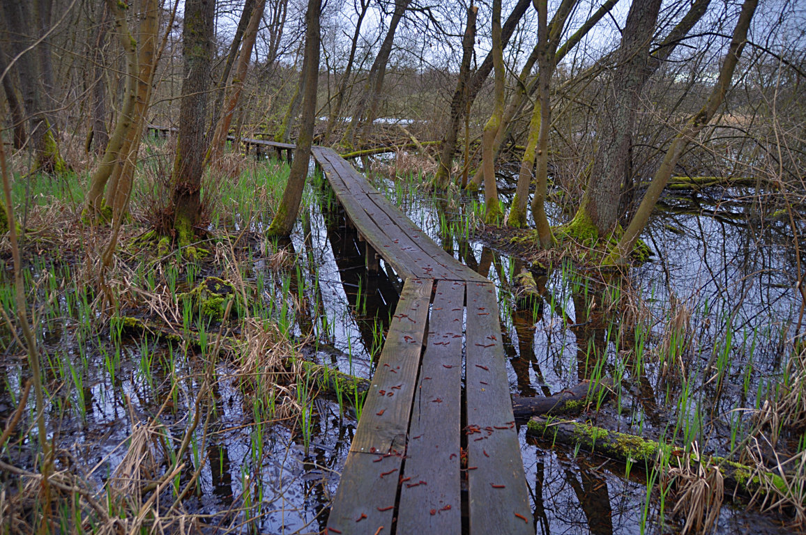 Weingartener Moor Foto & Bild | landschaft, moor, frühling Bilder auf ...