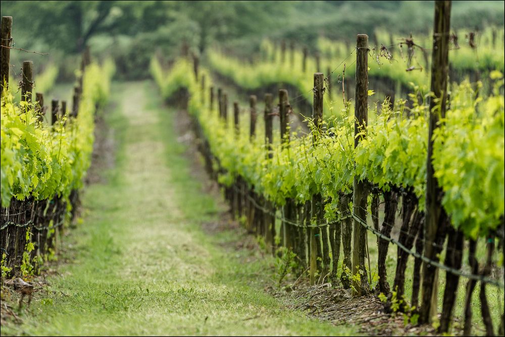 Weinreben Foto & Bild | fotos, natur, wein Bilder auf fotocommunity