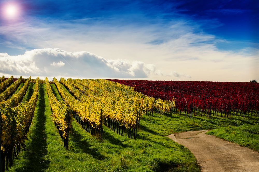 Weinreben Foto & Bild | landschaft, rückkehr der natur, weinreben ...