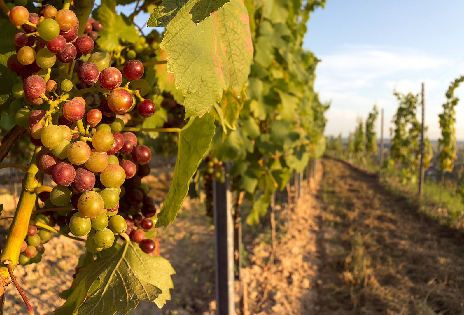 Weinreben Foto & Bild | abend, natur, wein Bilder auf fotocommunity