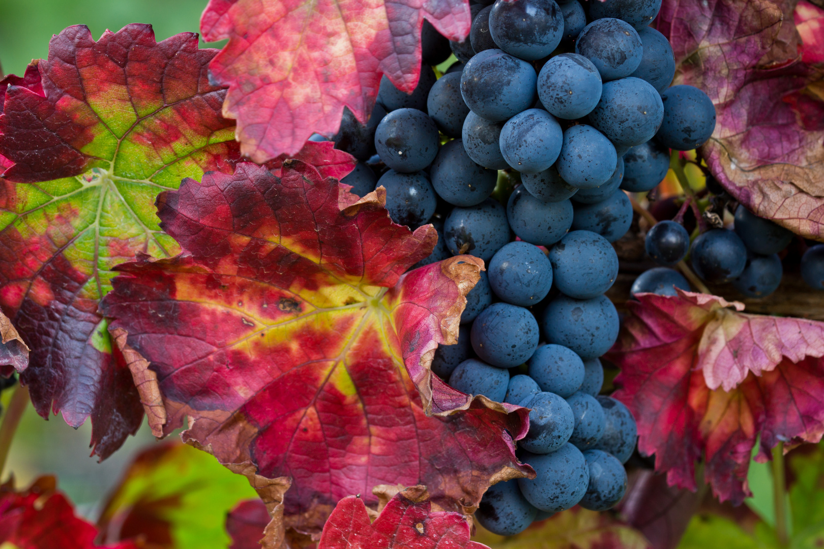 Weinreben im Herbst Foto & Bild | pflanzen, pilze & flechten ... Weinreben im Herbst Foto & Bild | pflanzen, pilze & flechten ...