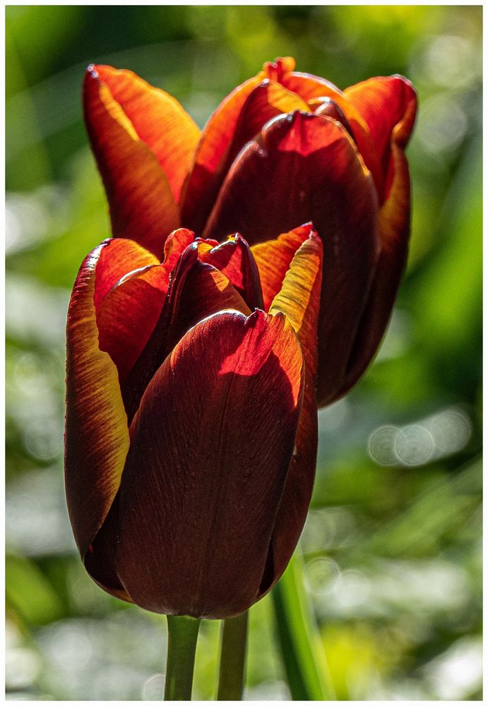 Weinrot Foto & Bild | fotos, spezial, tulpen Bilder auf fotocommunity