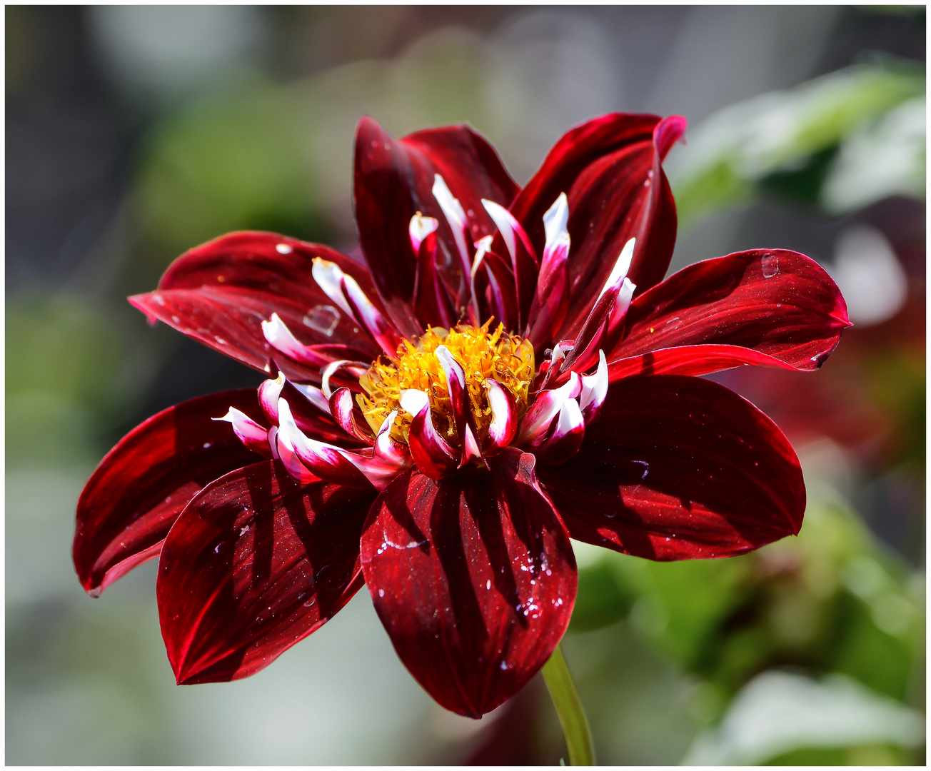 Weinrot Foto & Bild | fotos, rot, natur Bilder auf fotocommunity