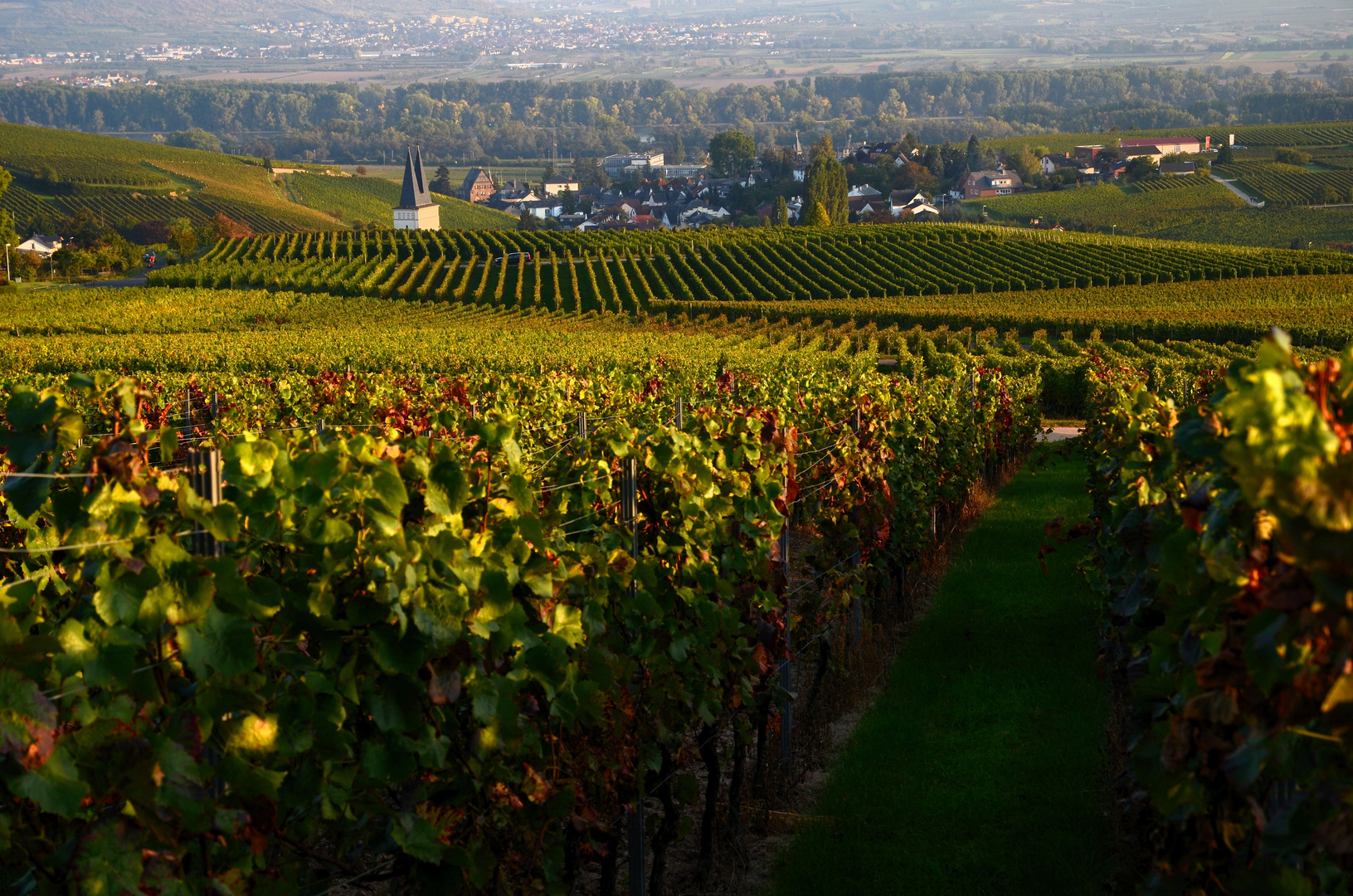 Weinseliger Rheingau Foto & Bild | landschaft, kulturlandschaften ...