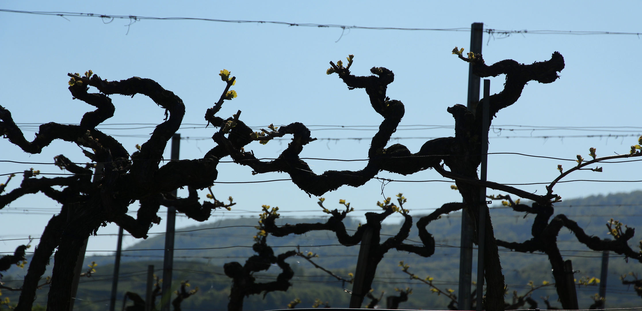 Weinstöcke Foto & Bild | weinstock, natur Bilder auf fotocommunity