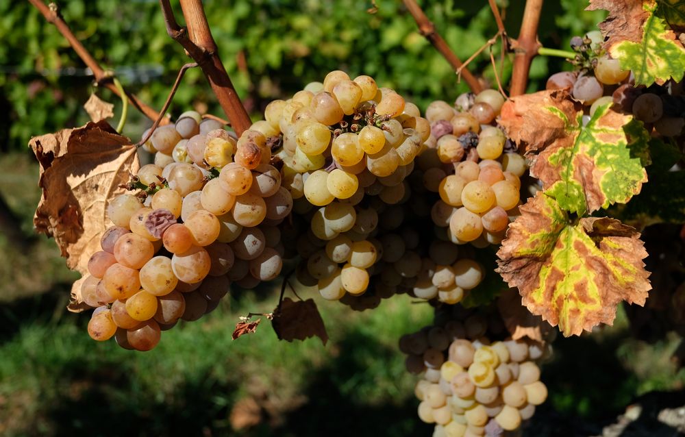 Weintrauben Foto & Bild | september, france, world Bilder auf fotocommunity