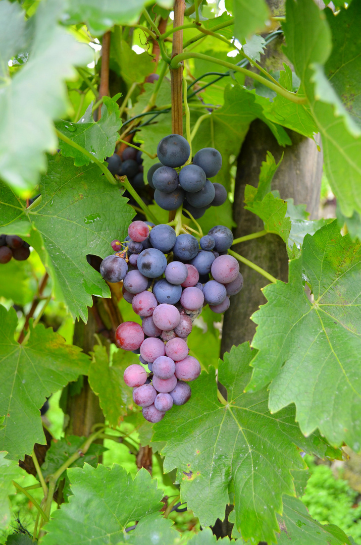 Weintrauben Foto & Bild | pflanzen, pilze & flechten, früchte und ...