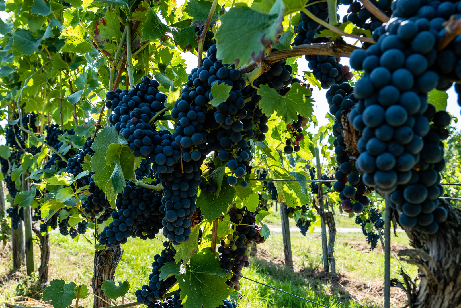 Weintrauben Foto & Bild | pflanzen, pilze & flechten, jahreszeiten ...