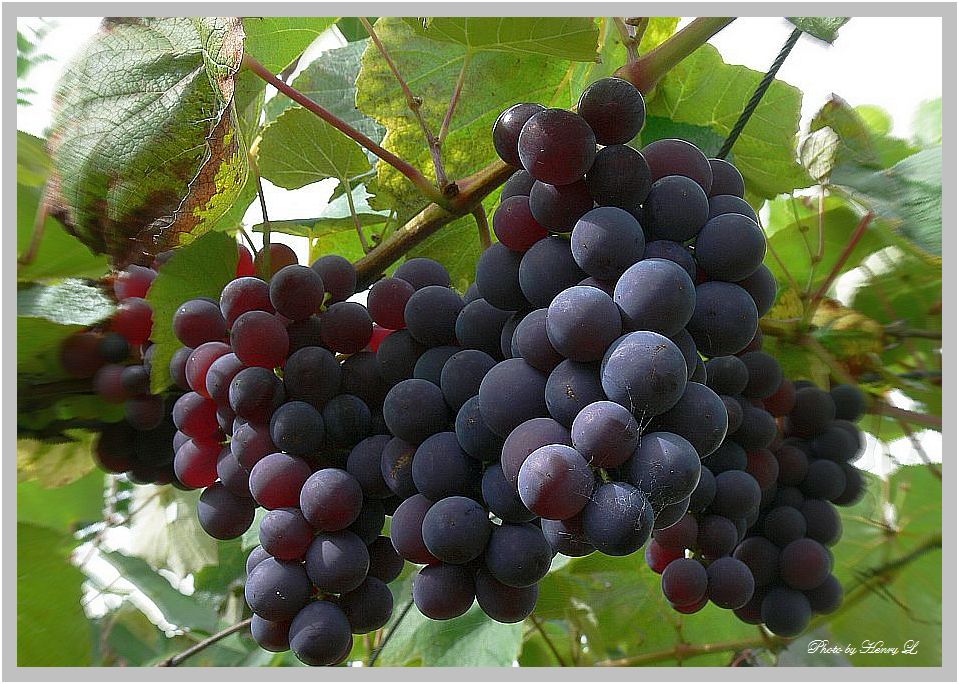 Weintrauben, Foto & Bild | pflanzen, pilze & flechten, früchte und ...