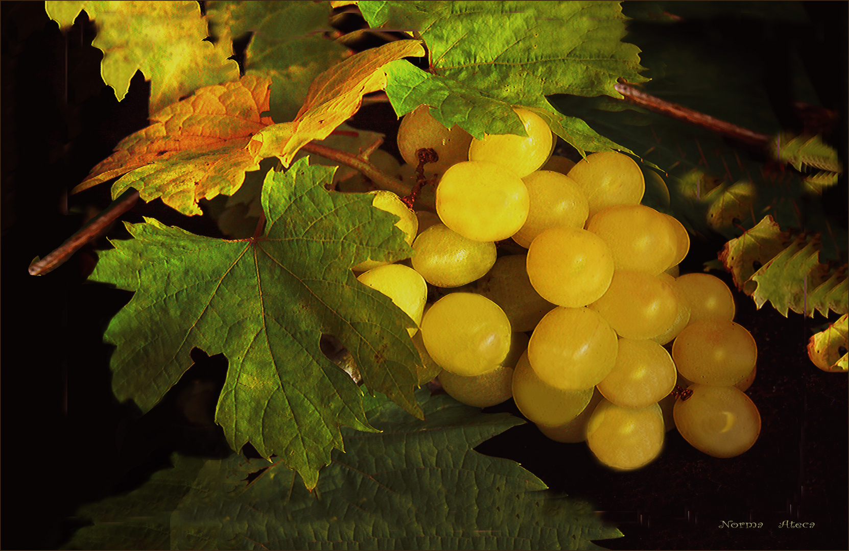 Weintrauben aus Mendoza /Arg. Foto & Bild | macro , natur, herbst ...