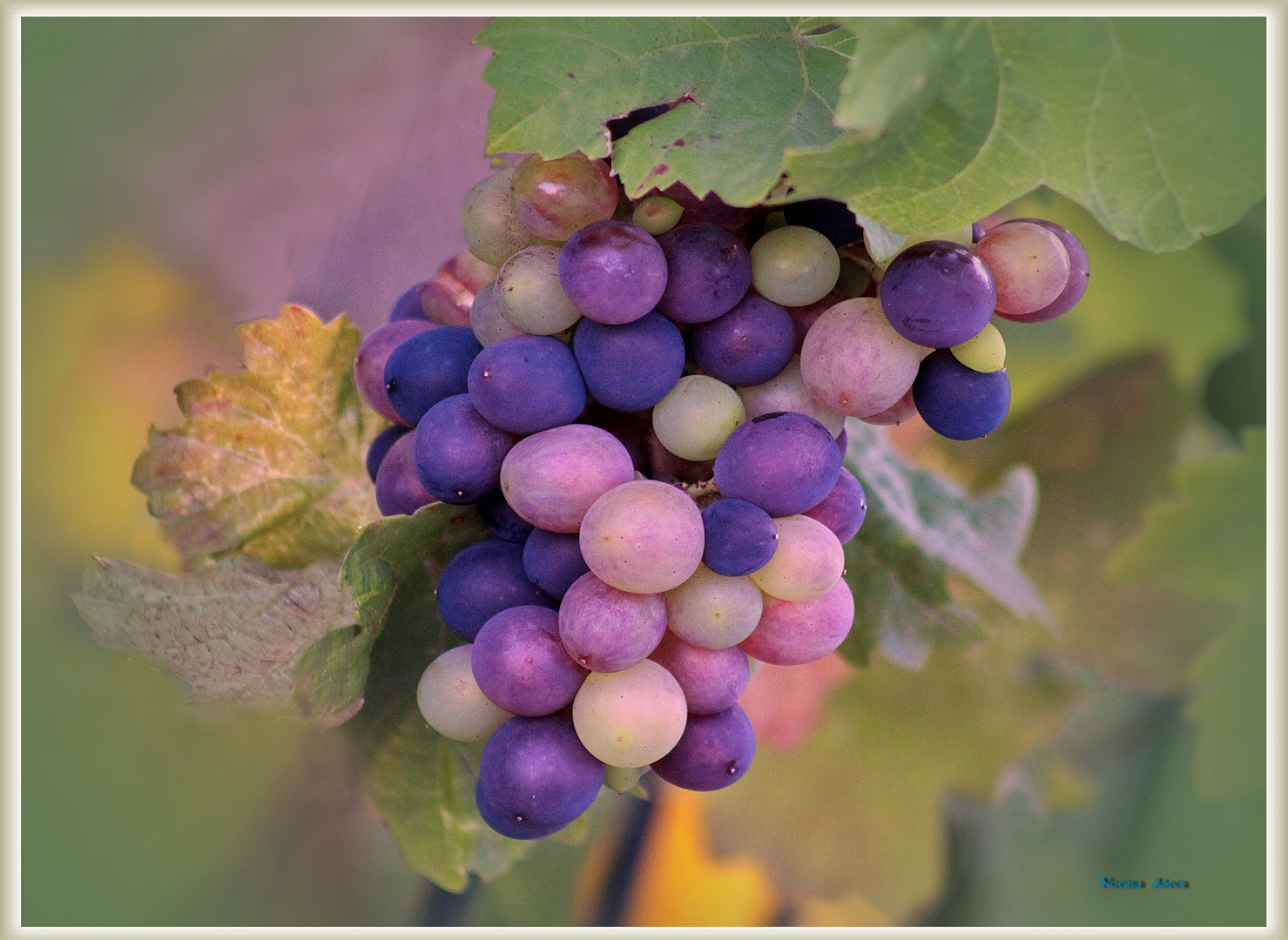 Weintrauben Foto & Bild | spezial, natur, macro Bilder auf fotocommunity