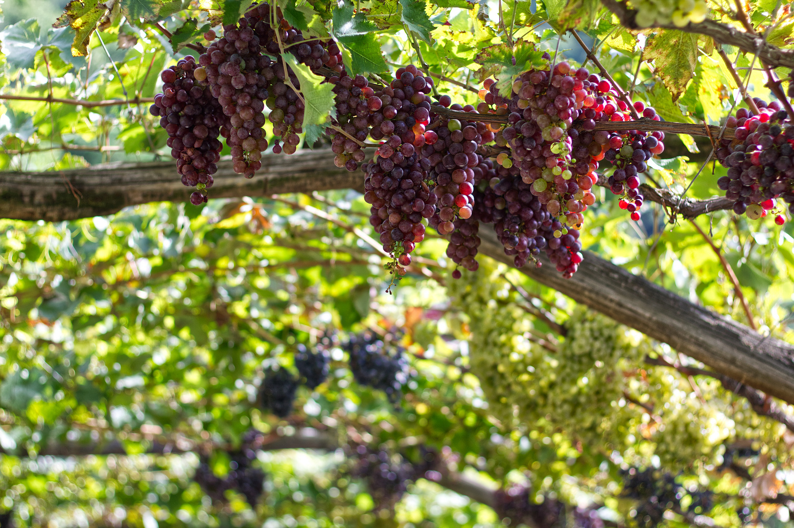 Weintrauben-Dach Foto & Bild | pflanzen, pilze & flechten, früchte und ...