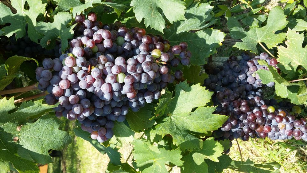 Weintrauben Foto & Bild | natur Bilder auf fotocommunity