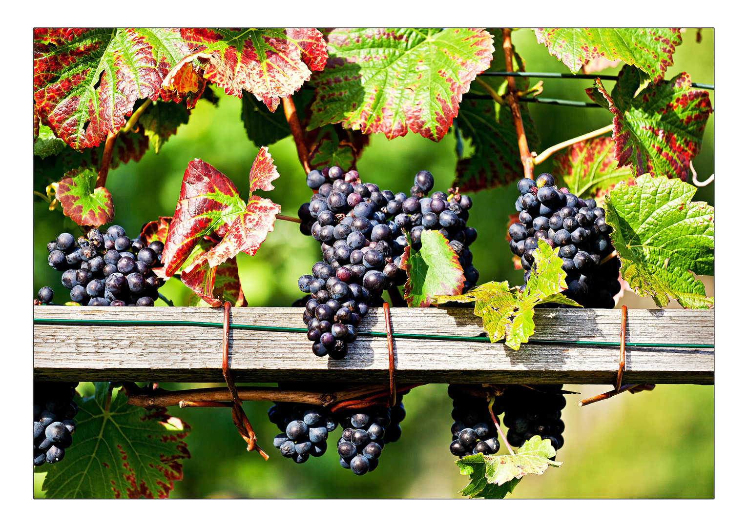 Weintrauben mit herbstlichen Blättern Foto & Bild | jahreszeiten ...