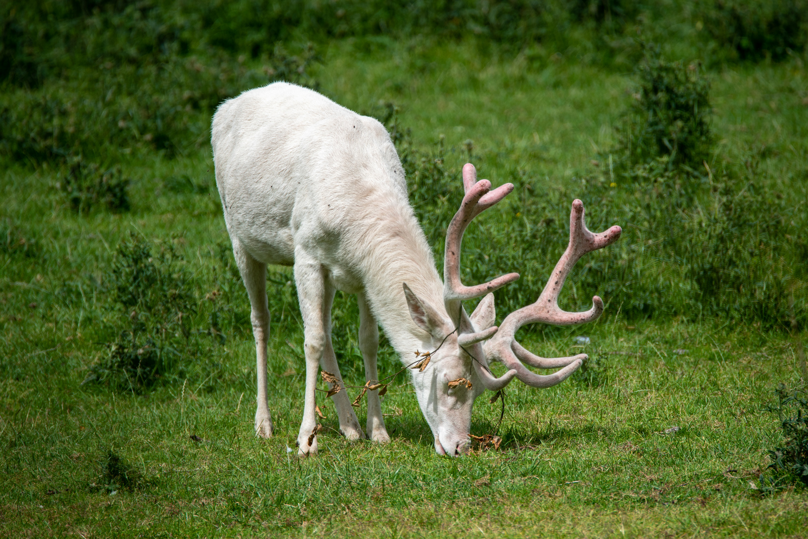 weises Rotwild Foto & Bild | natur, zoo, tiere Bilder auf fotocommunity