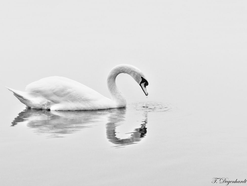 _Weiss_ Foto & Bild | monochrom, bearbeitungs - techniken, digiart Bilder auf fotocommunity