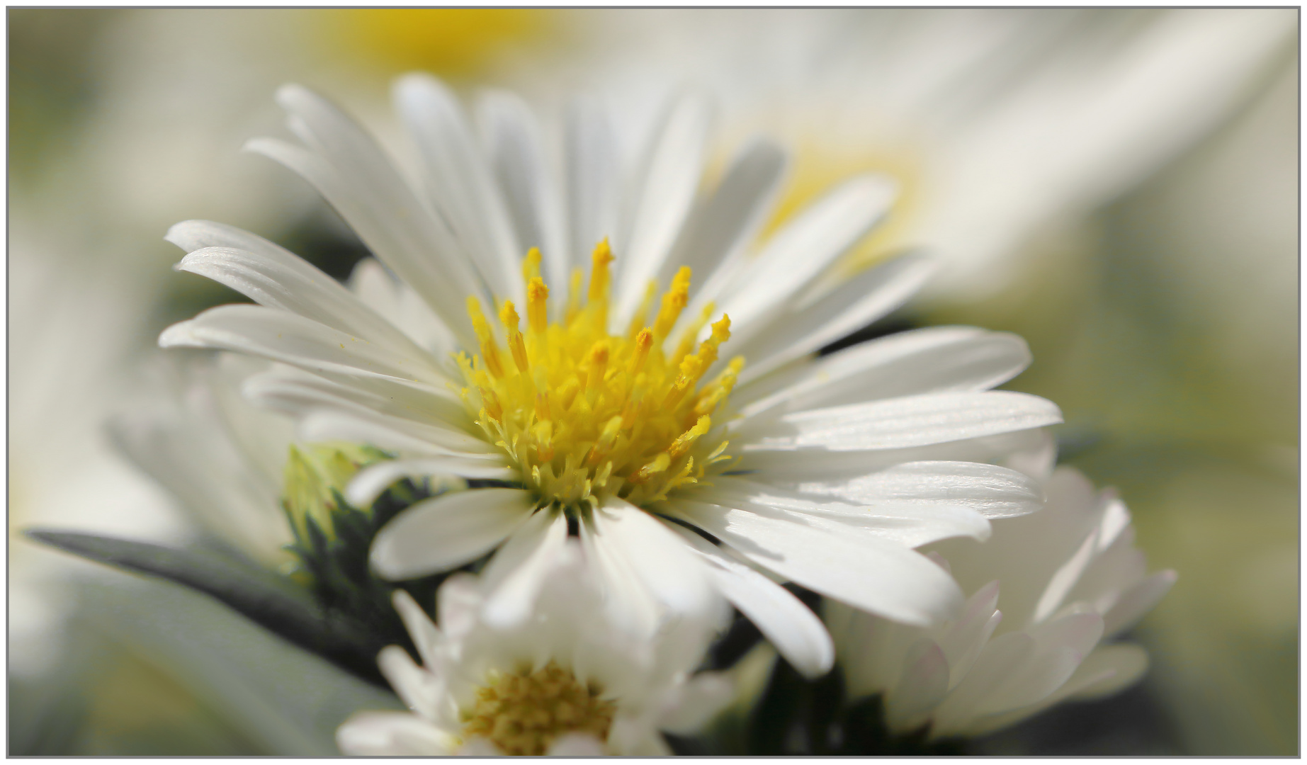 Weiß Foto & Bild | natur-kreativ, aufnahmetechniken, natur fine art ...